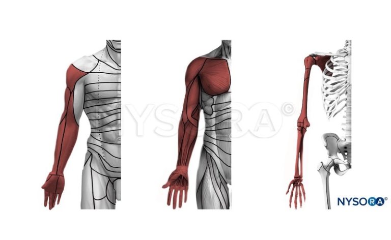 Ultrasound-Guided Upper Extremity Blocks - NYSORA