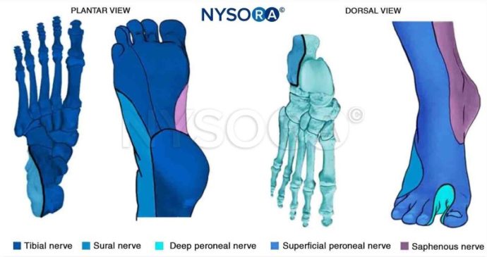 ankle block - NYSORA | NYSORA