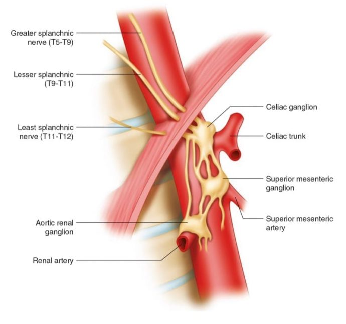 Ultrasound-Guided Celiac Plexus Block and Neurolysis - NYSORA