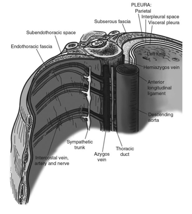 Ultrasound-Guided Thoracic Paravertebral Block - NYSORA
