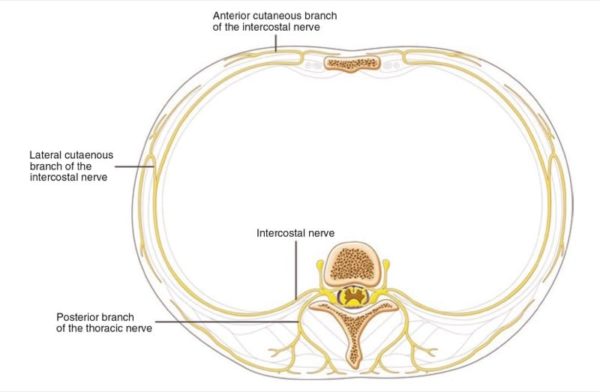 Ultrasound-Guided Peripheral Nerve block in Chronic Pain Management ...