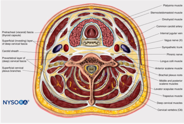 Ultrasound-Guided Upper Extremity Blocks - NYSORA