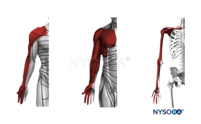 Ultrasound-Guided Upper Extremity Blocks - NYSORA