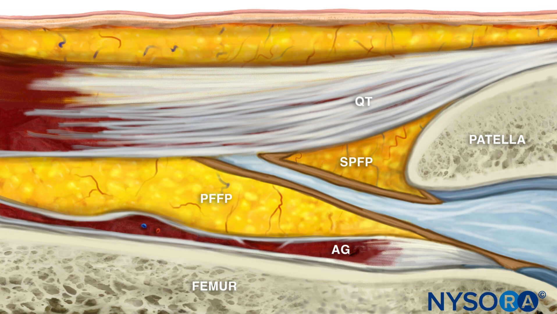 Quadriceps Muscle Diagram