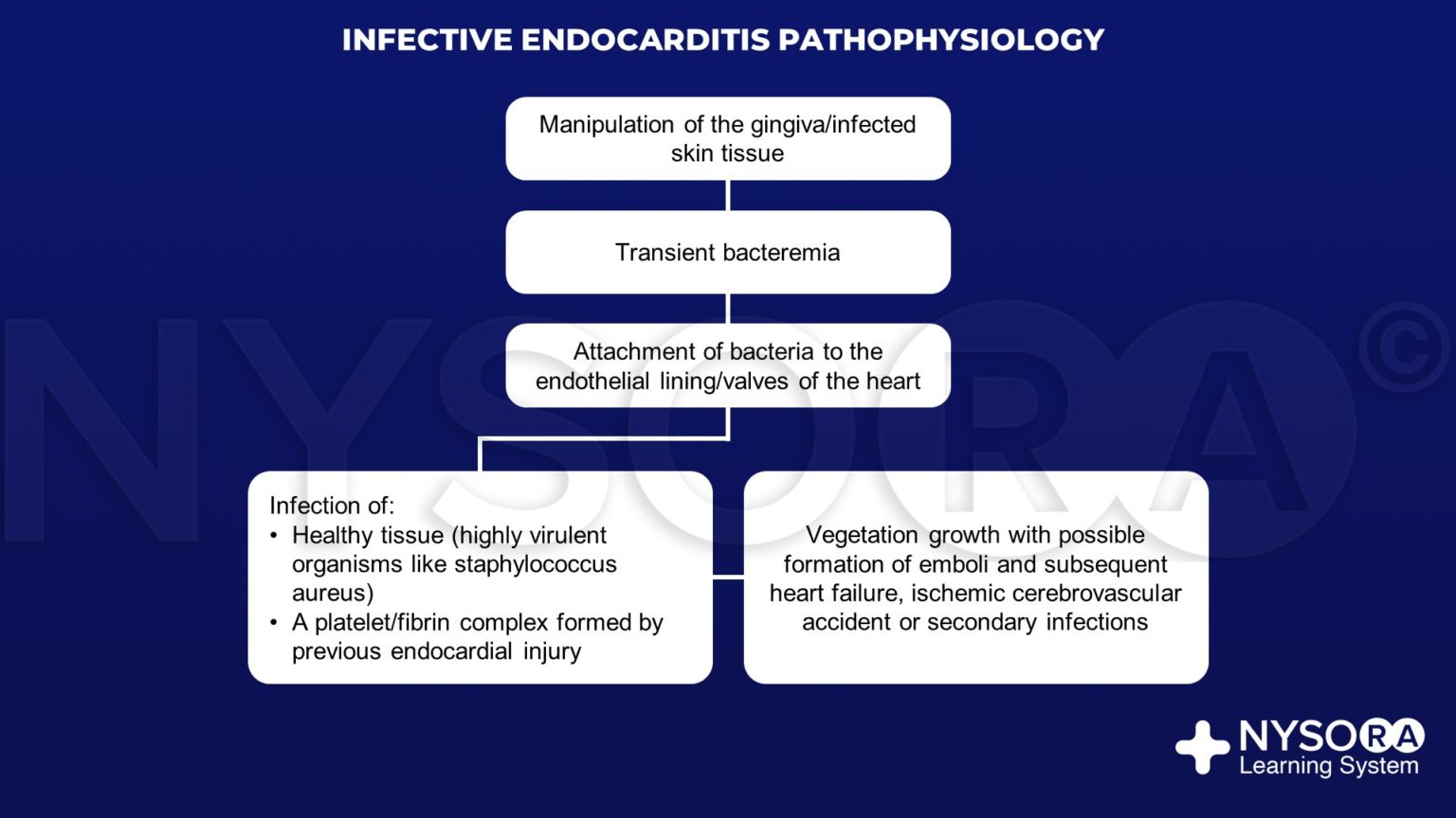 Fisiopatologia da endocardite infecciosa - NYSORA