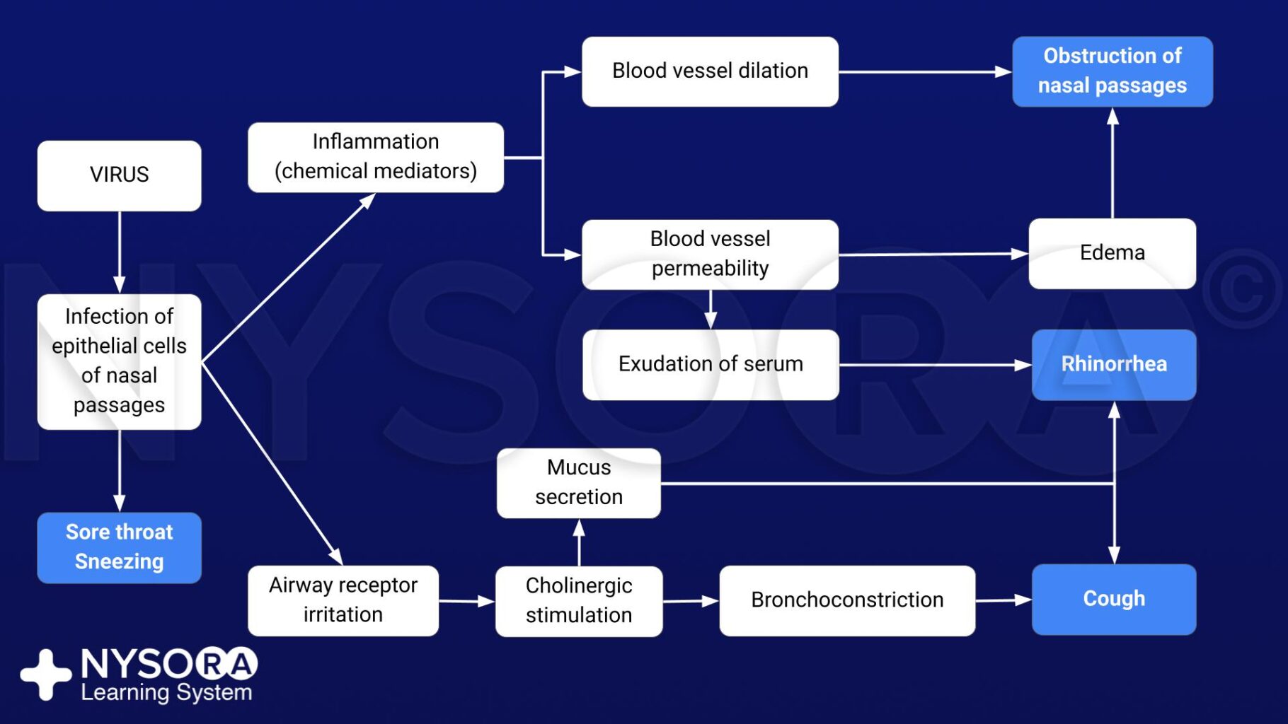Urti Pathophysiology Nysora