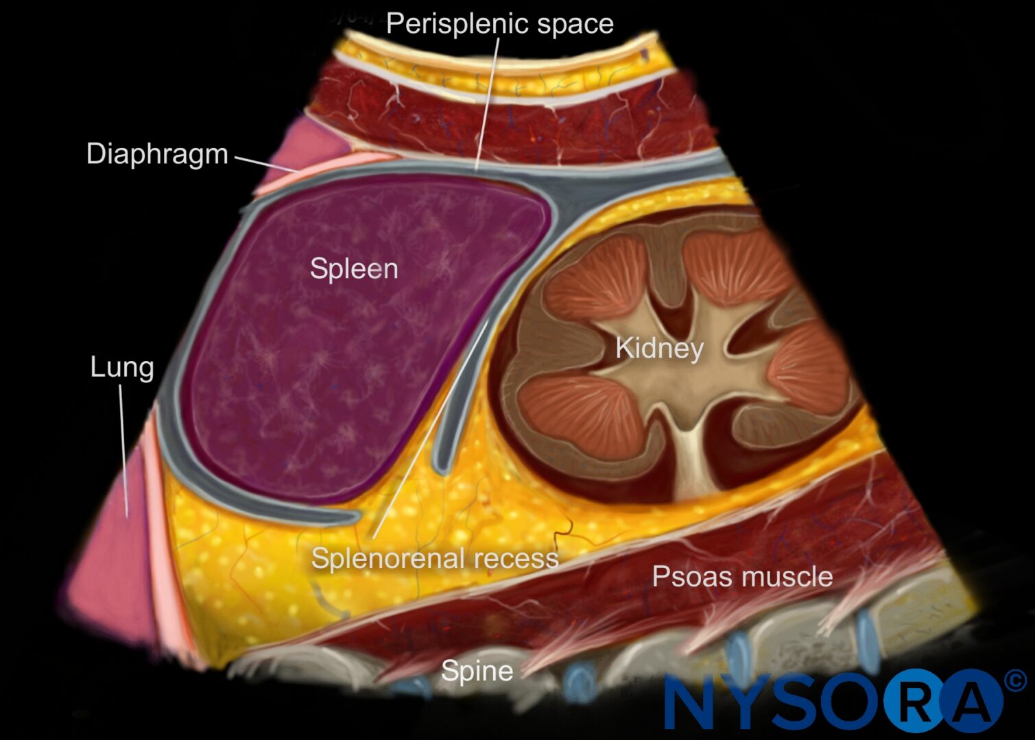 Point Of Care Ultrasound (POCUS) Workshop - NYSORA