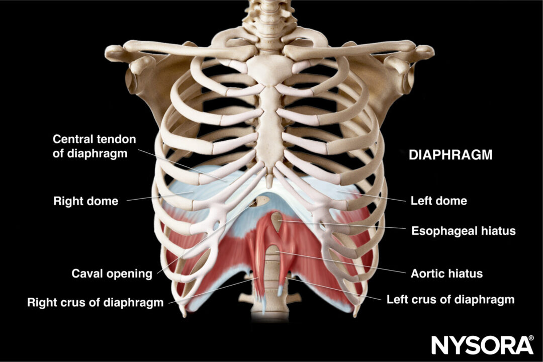 Évaluation du diaphragme - NYSORA